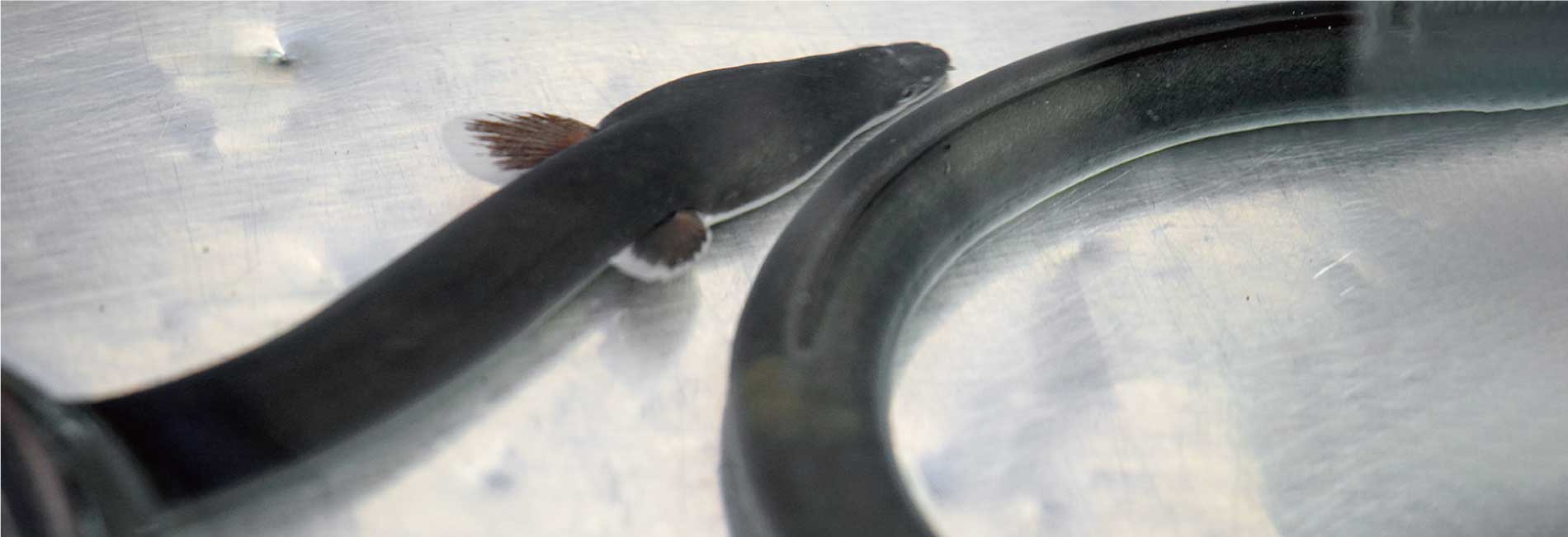 うな豊のこだわり | うなぎ処うな豊の公式ホームページです。