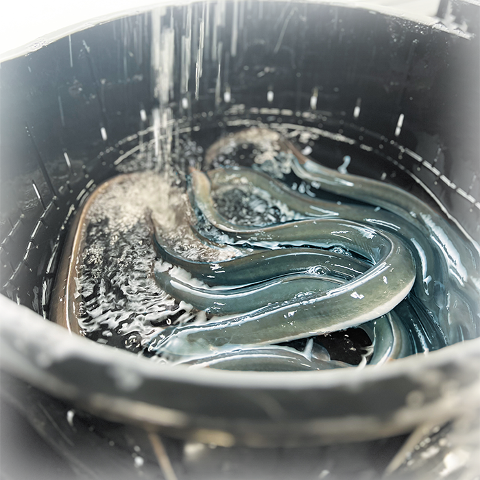 うな豊のこだわり - 関西炭火地焼き！『うなぎ処うな豊』の公式ホームページです。